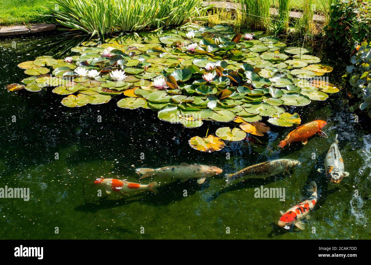 Golden trout underwater hi-res stock photography and images - Alamy