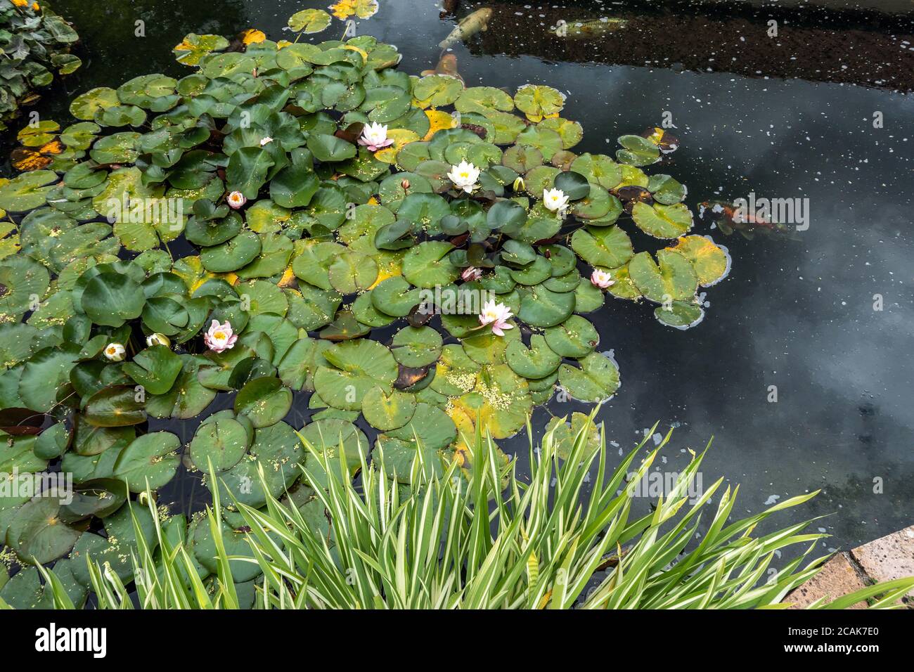 water lilies with fish swimming around Stock Photo - Alamy