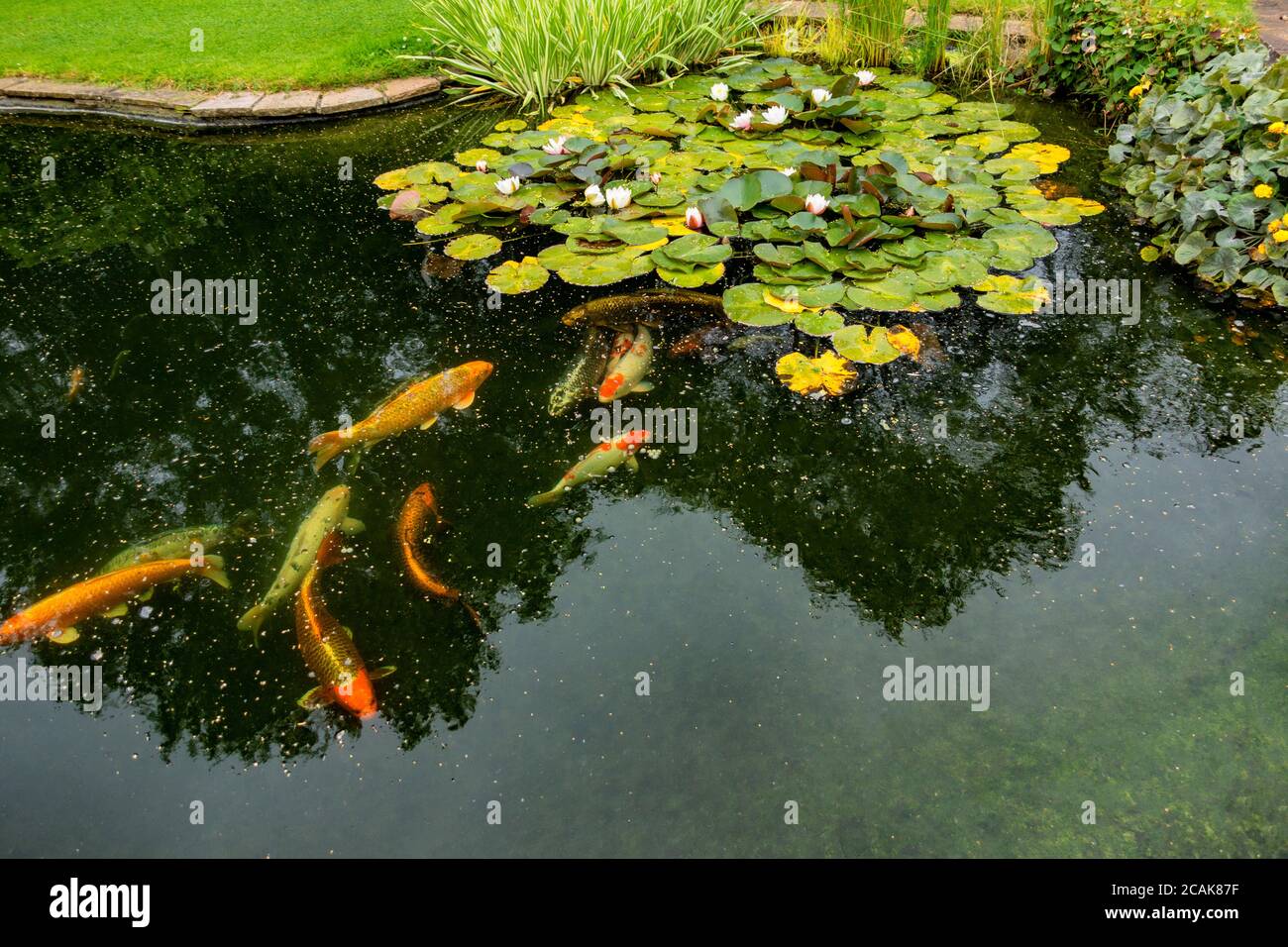 pretty garden pond with fish swimming and lily pads with lilies Stock ...