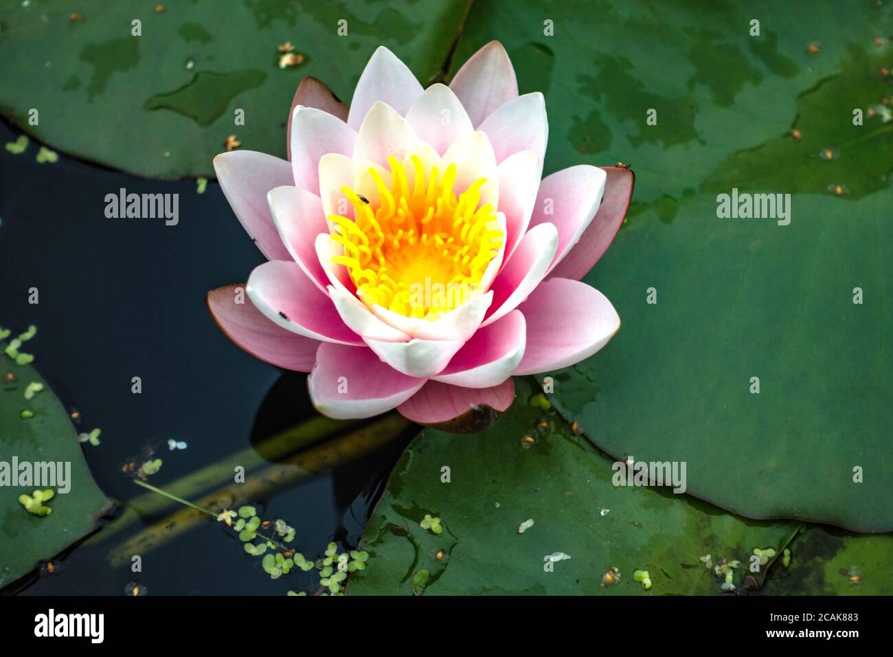 Close-up of a pink white water rose water-lily Stock Photo - Alamy