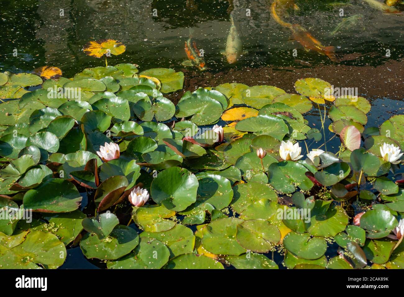 pretty garden pond with fish swimming and lily pads with lilies Stock ...