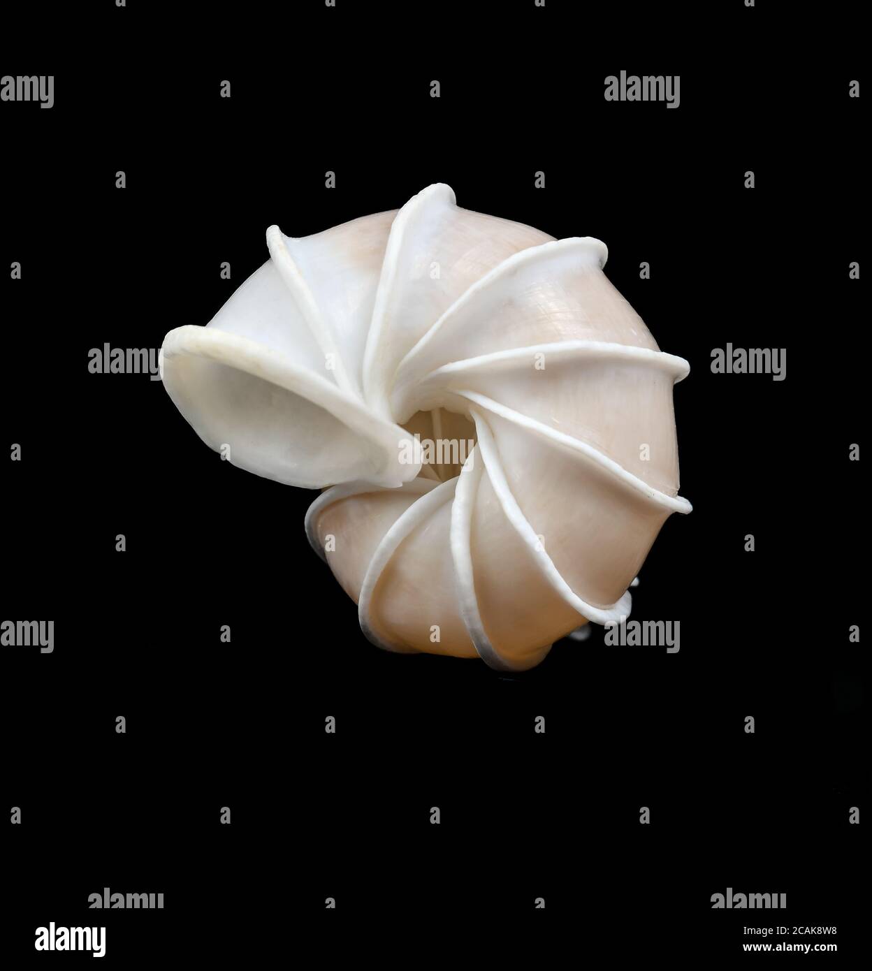A white Spiral Shell with black background Stock Photo - Alamy