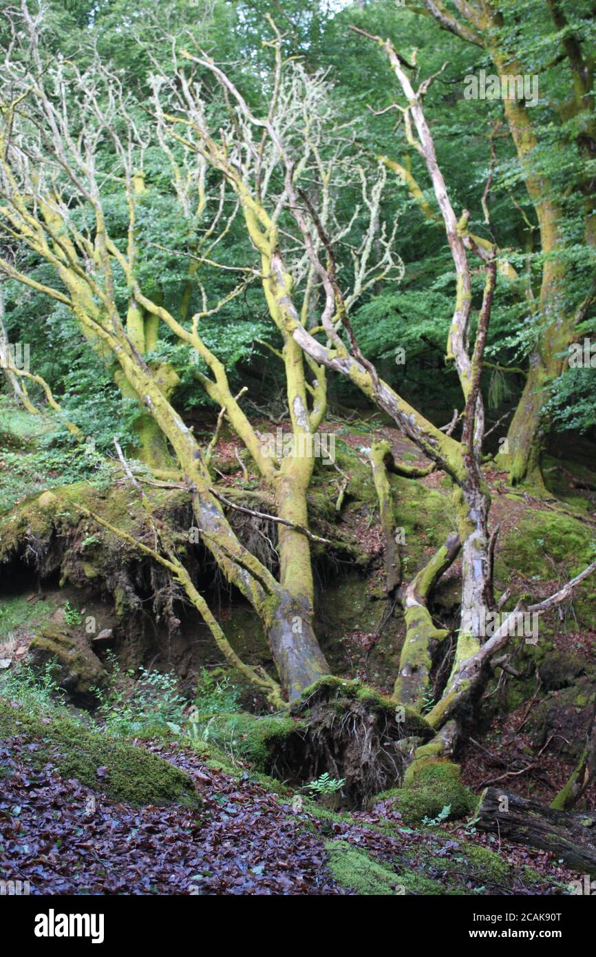 Scottish heritage trees hi-res stock photography and images - Alamy