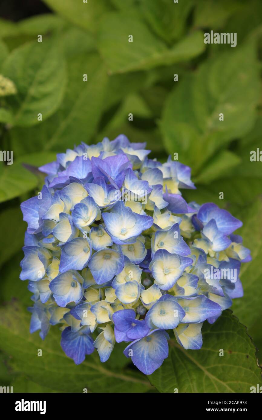 Hydrangea border hi-res stock photography and images - Alamy