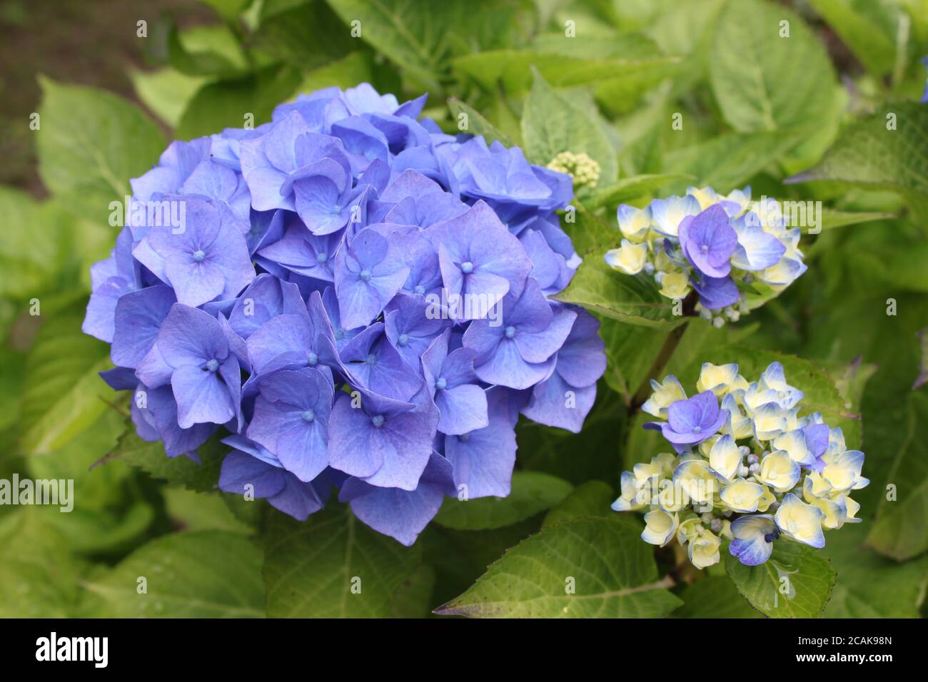 Big leaf hydrangea hi-res stock photography and images - Alamy