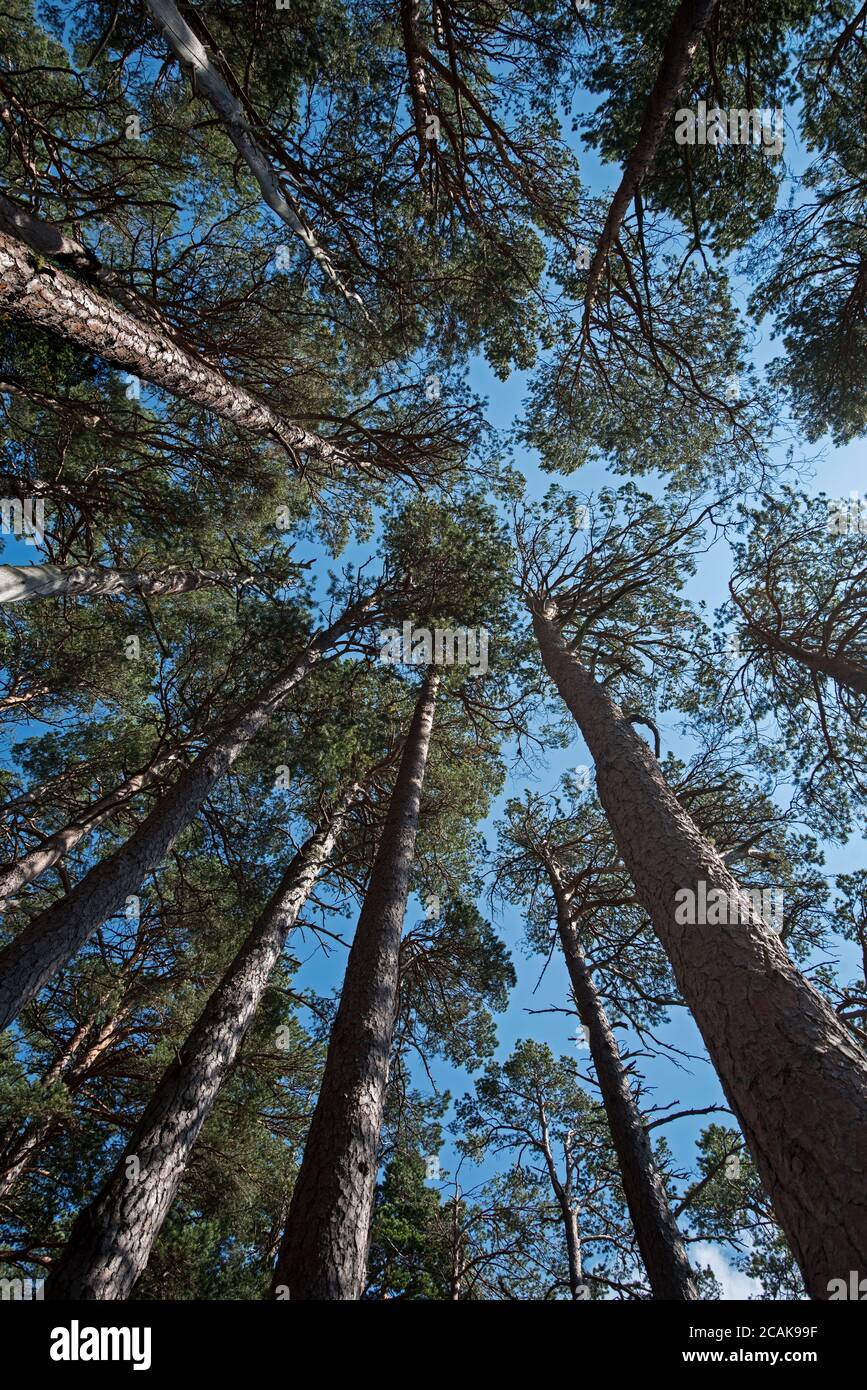Looking up sky through trees hi-res stock photography and images - Alamy