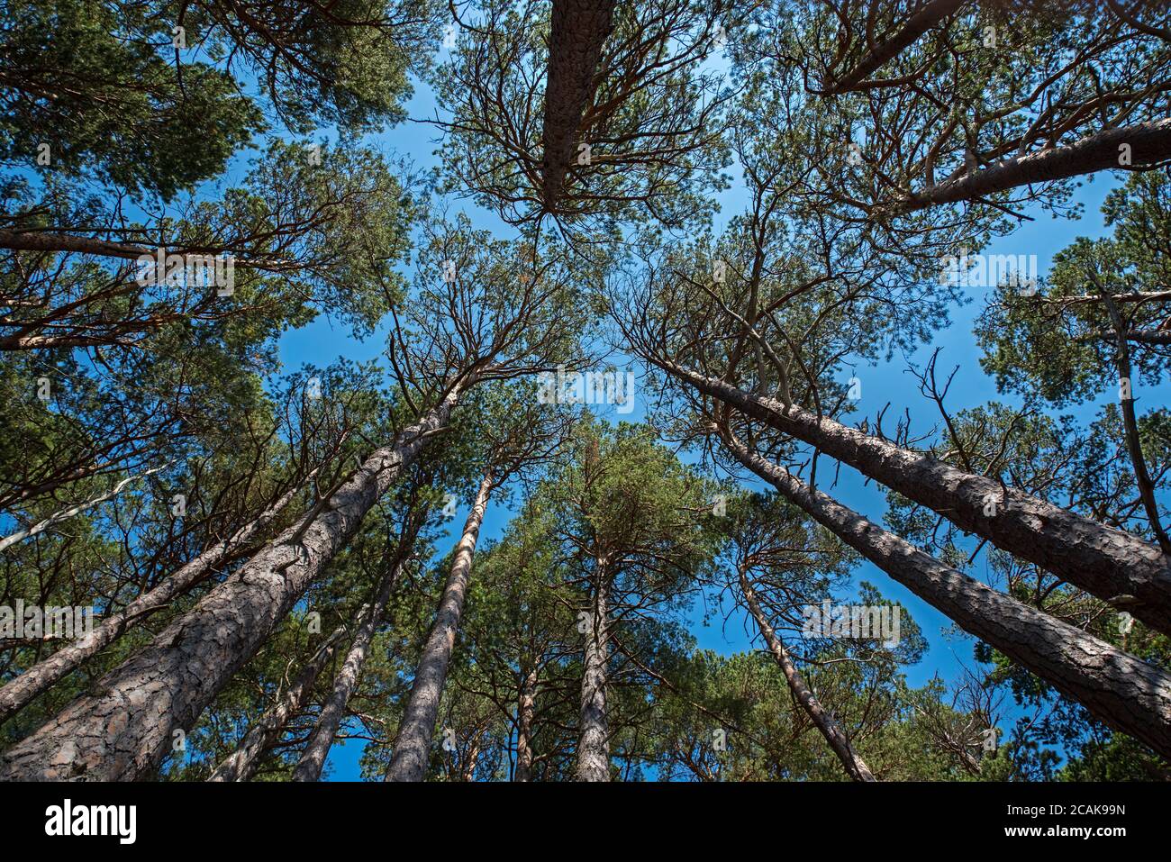Looking up sky through trees hi-res stock photography and images - Alamy