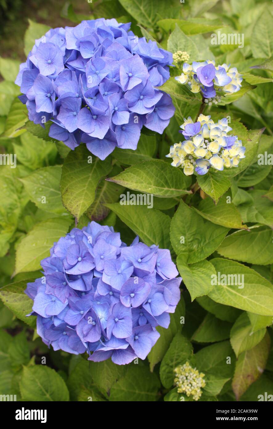 Big Leaf Hydrangea High Resolution Stock Photography and Images - Alamy