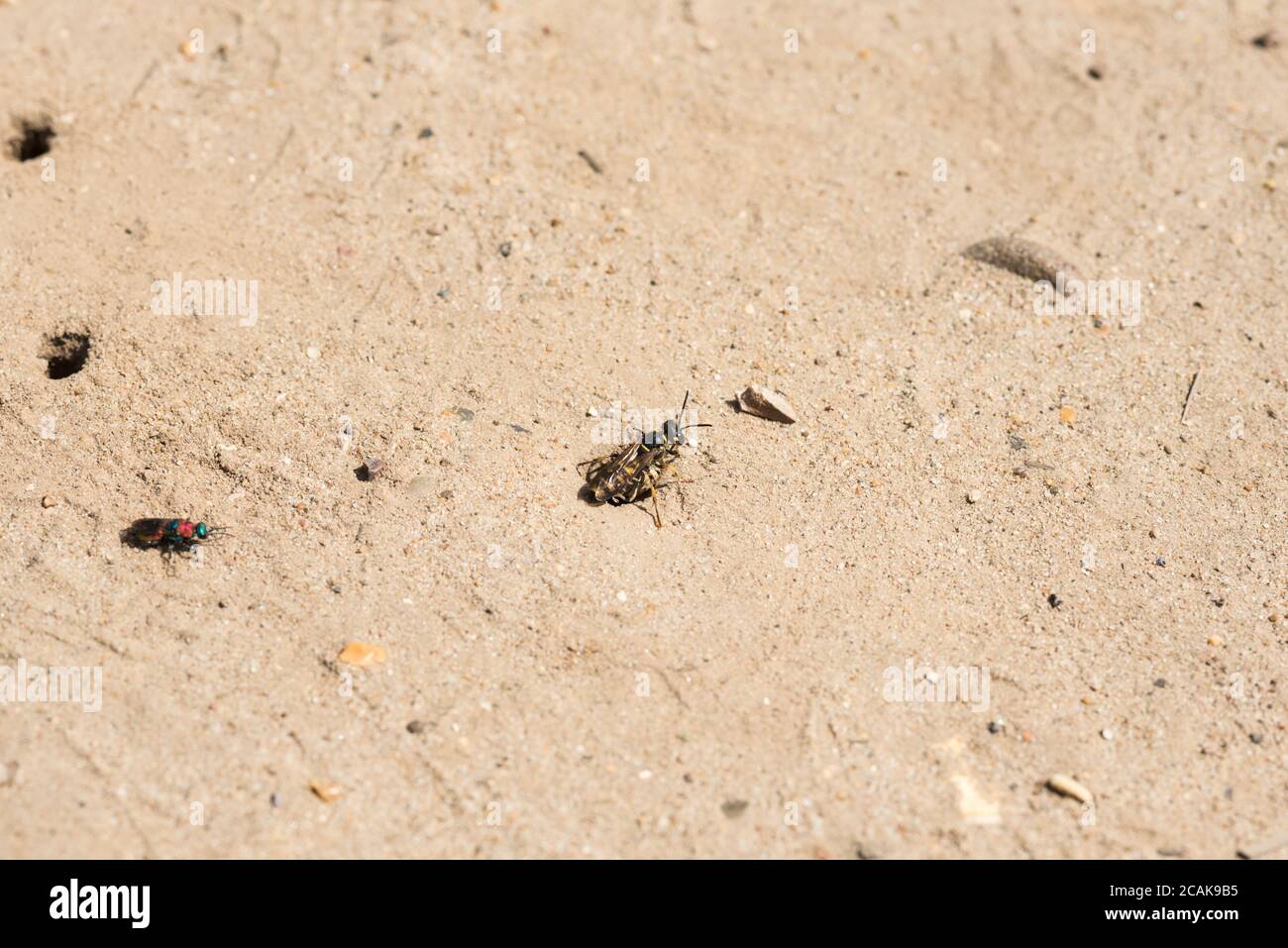 Sand-tailed Digger Wasp (Cerceris arenaria Stock Photo - Alamy