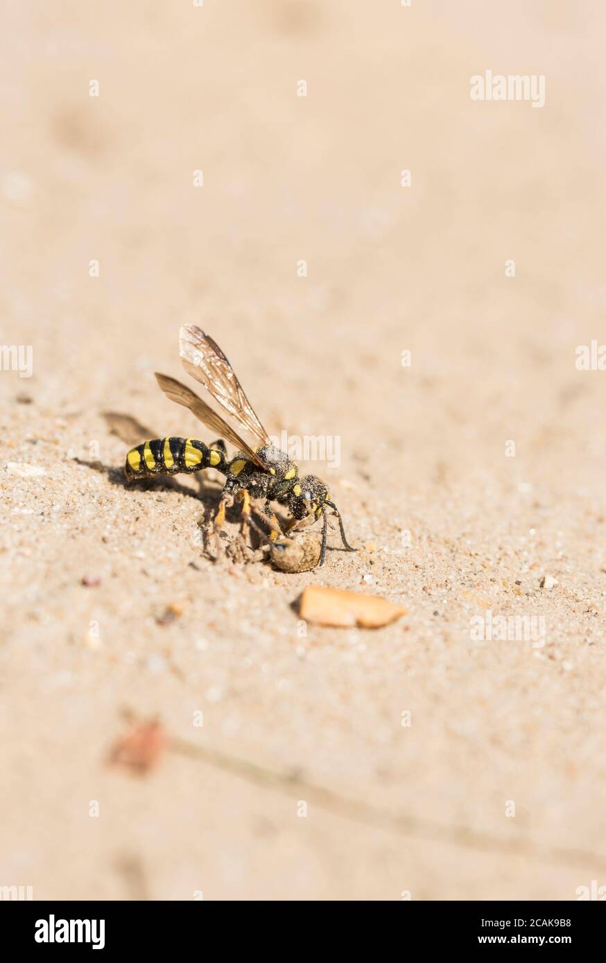 Sand-tailed Digger Wasp (Cerceris arenaria) with weevil prey for the ...