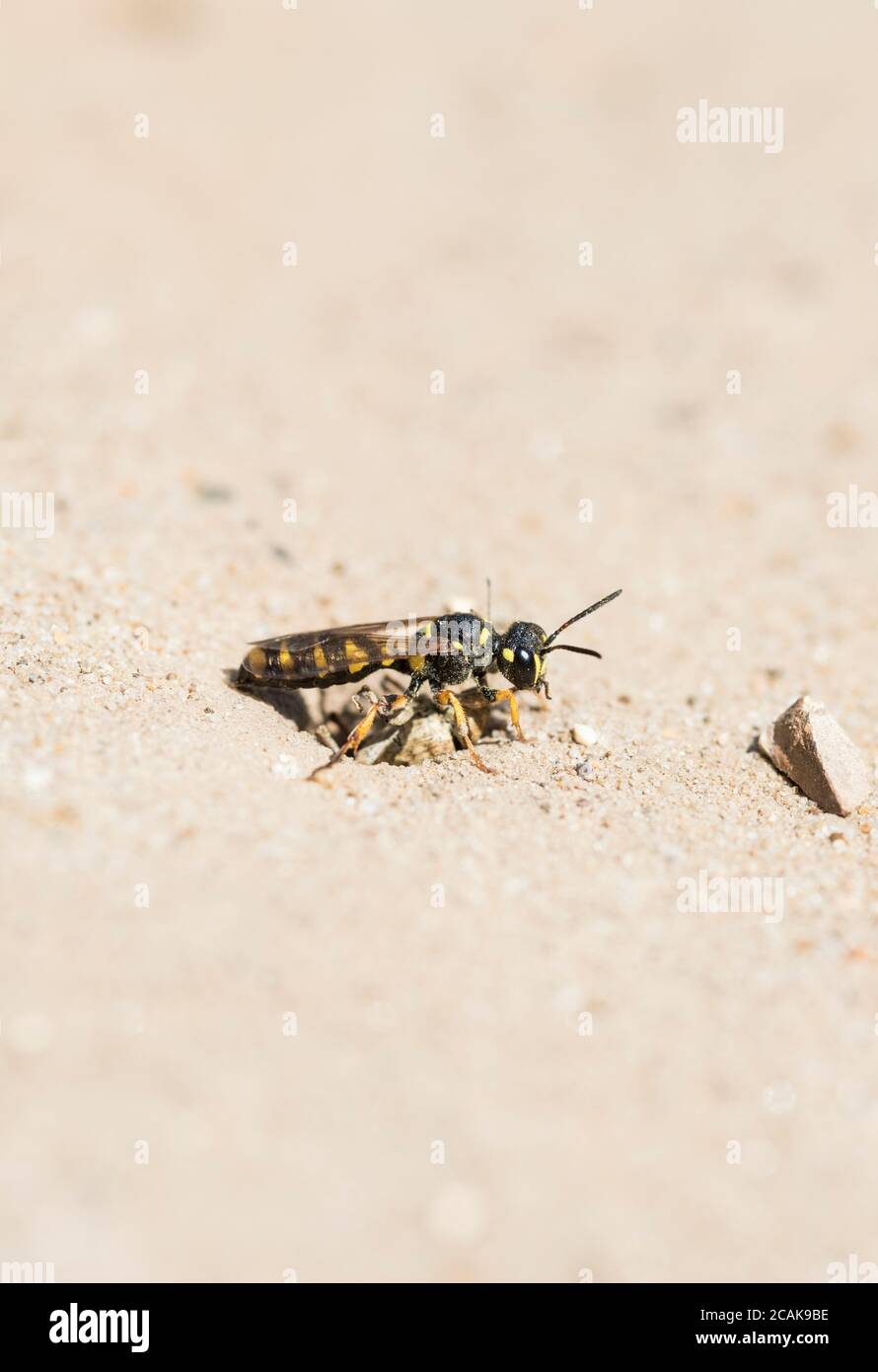Sand-tailed Digger Wasp (Cerceris arenaria) with weevil prey for the ...