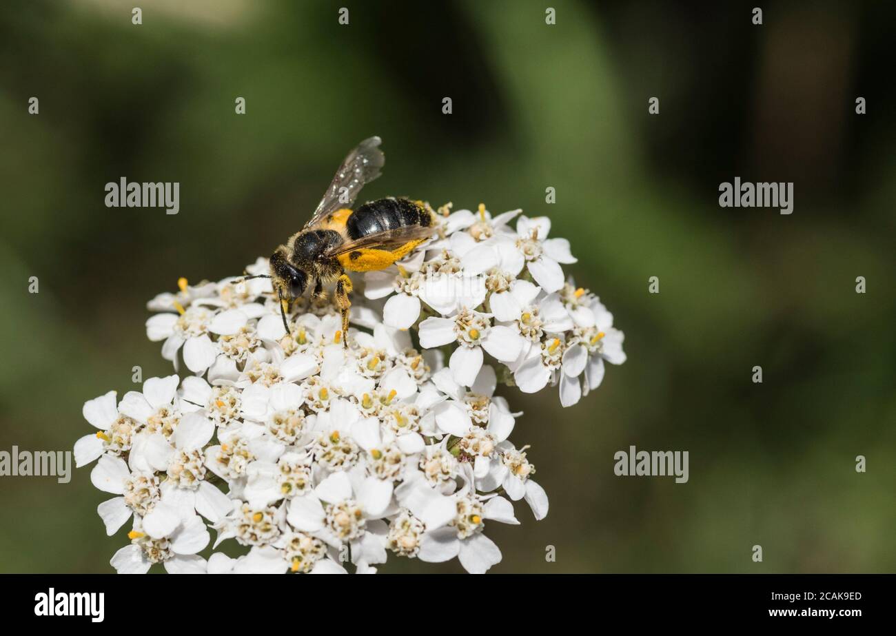 A Plaster Bee (Colletes sp) on Yarrow Stock Photo - Alamy