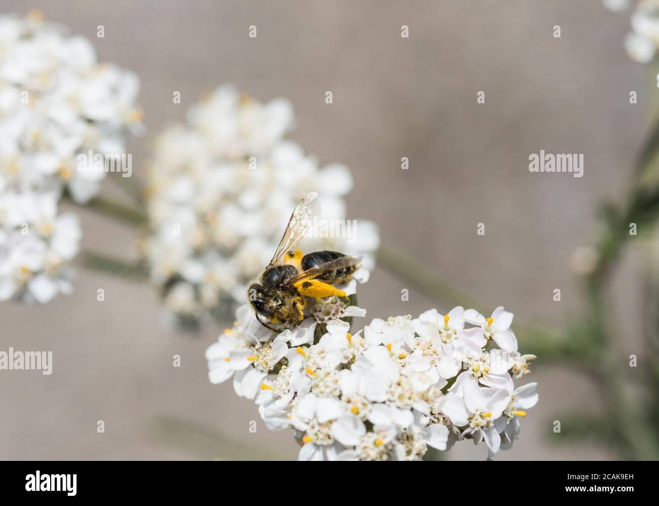 A Plaster Bee (Colletes sp) on Yarrow Stock Photo - Alamy