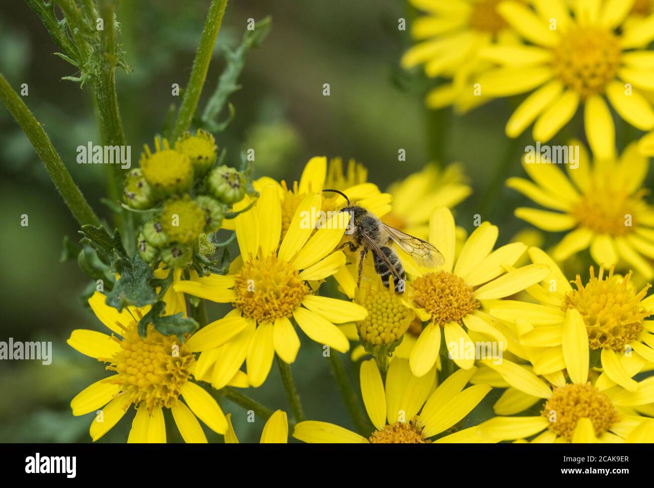 A Plaster Bee (Colletes sp) on Ragwort Stock Photo - Alamy