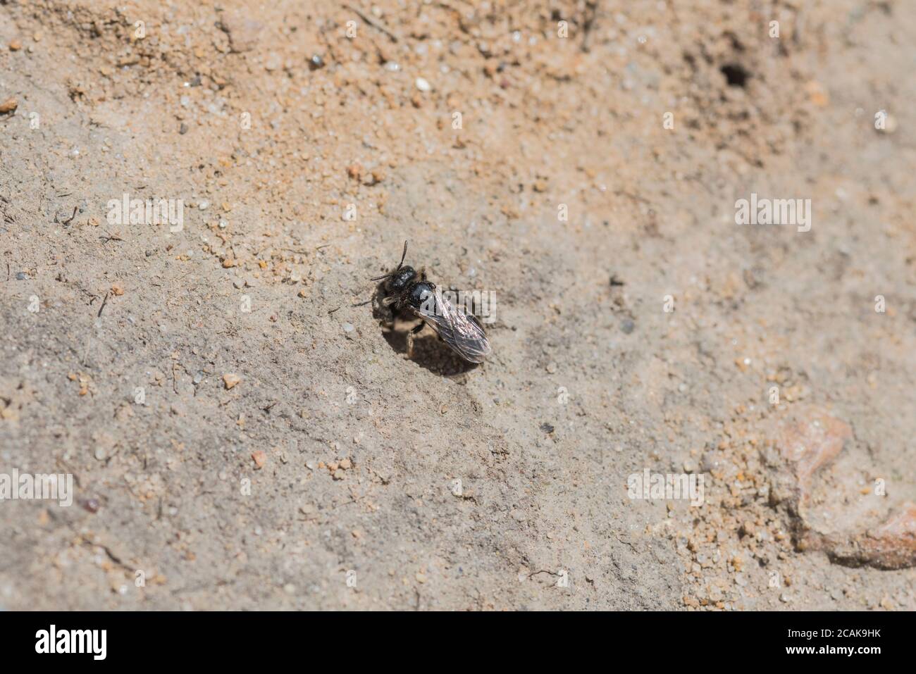 Large Shaggy Bee (Panurgus banksianus) entering a nest hole Stock Photo ...