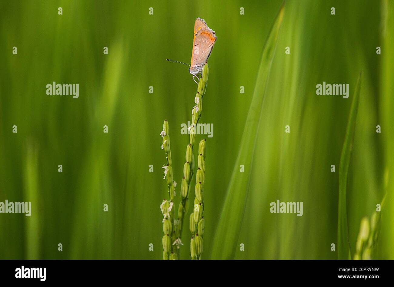 Srinagar, Indian-controlled Kashmir. 7th Aug, 2020. A moth sits on a ...