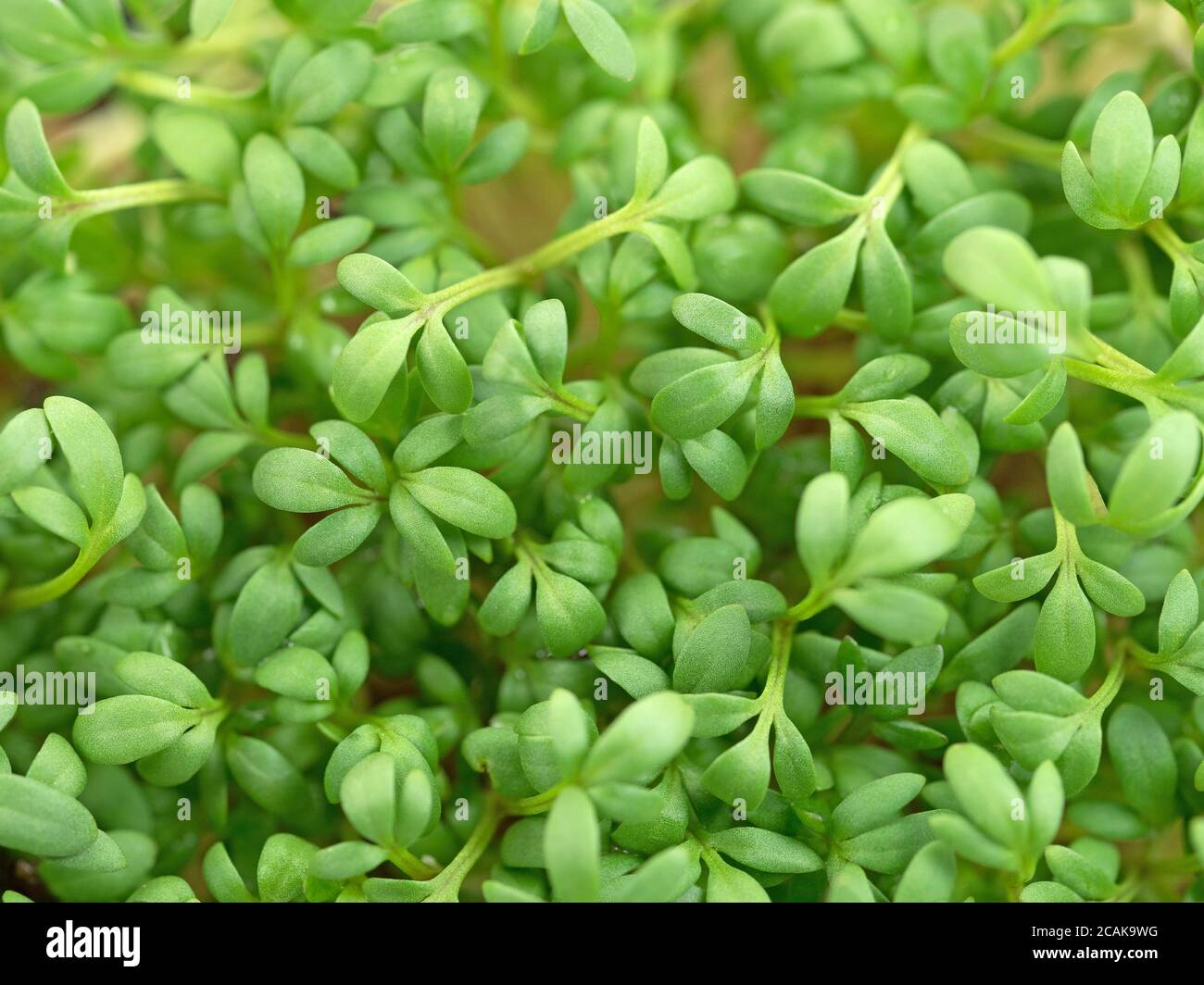Garden cress, Lepidium sativum, close-up Stock Photo - Alamy