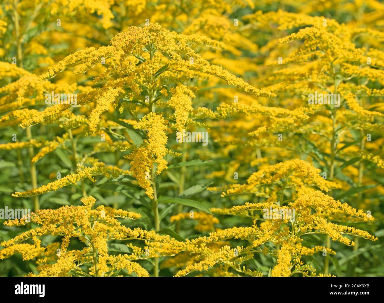 Flowering goldenrod, Solidago virgaurea, close up Stock Photo - Alamy
