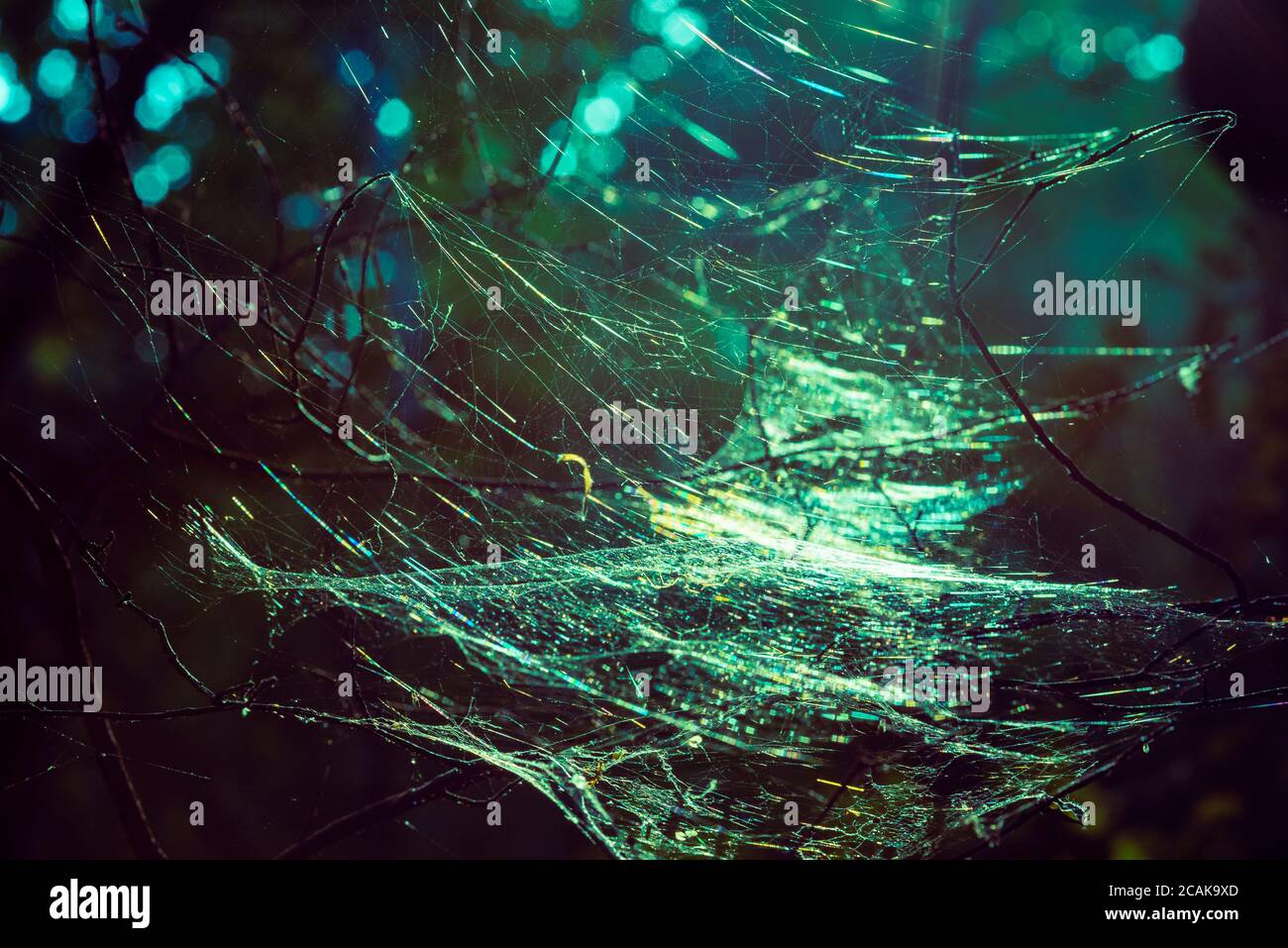 Abstract spider photography, colorful, dust inclusions in the lens, out ...