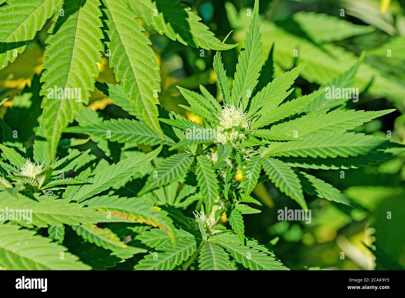 Cannabis sativa medicinal plant hi-res stock photography and images - Alamy