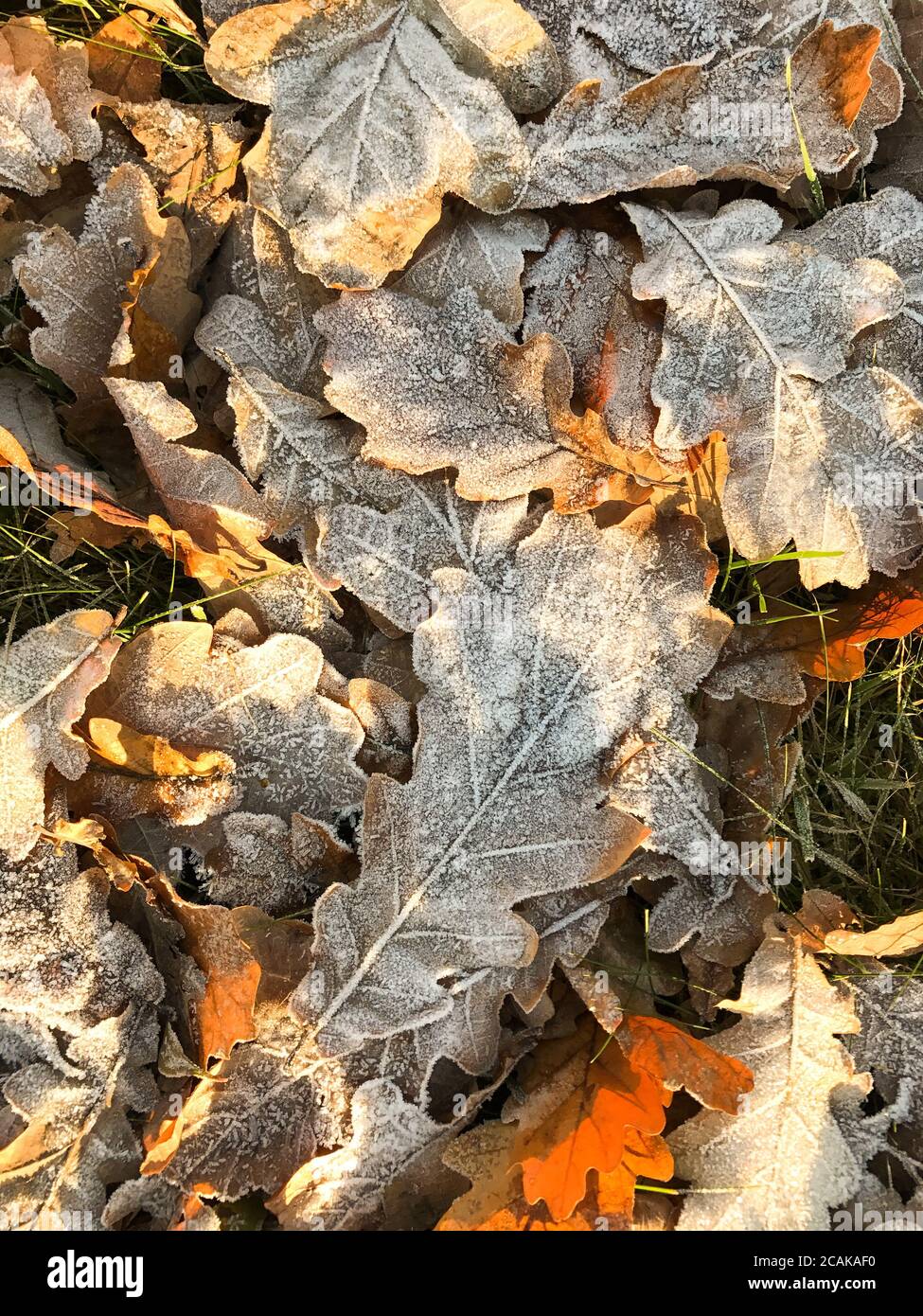 Frozen oak leaves lying on ground. Yellow fallen leaves covered with ...