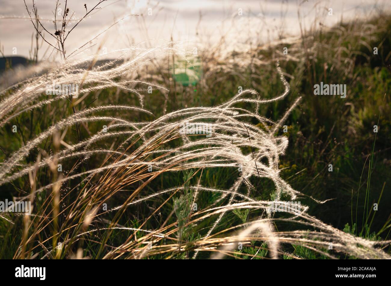 Stipa tenuissima grass hi-res stock photography and images - Alamy