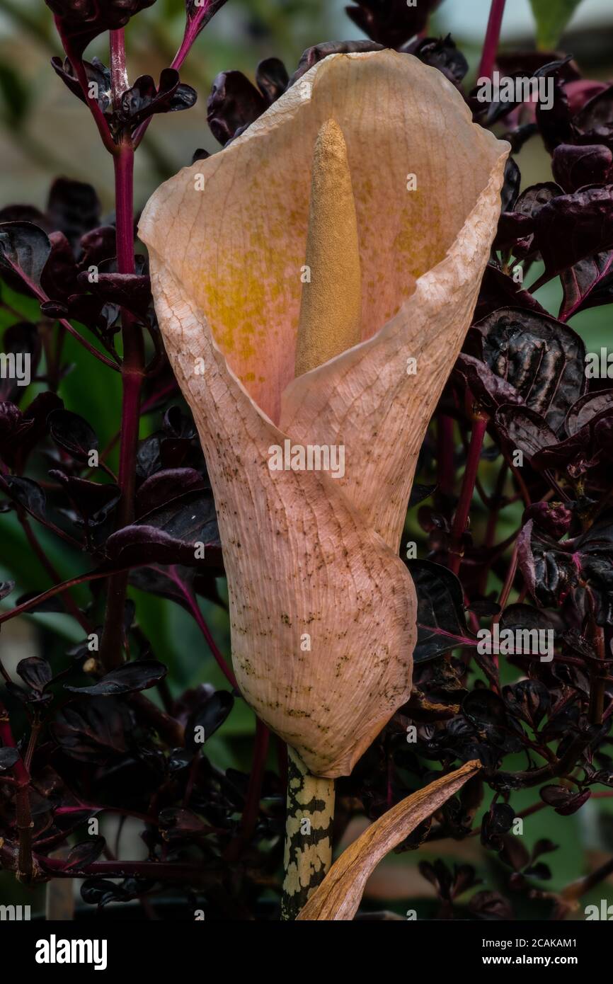 Flower of Voodoo Lily Bulbifer (Amorphophallus bulbifer Stock Photo - Alamy