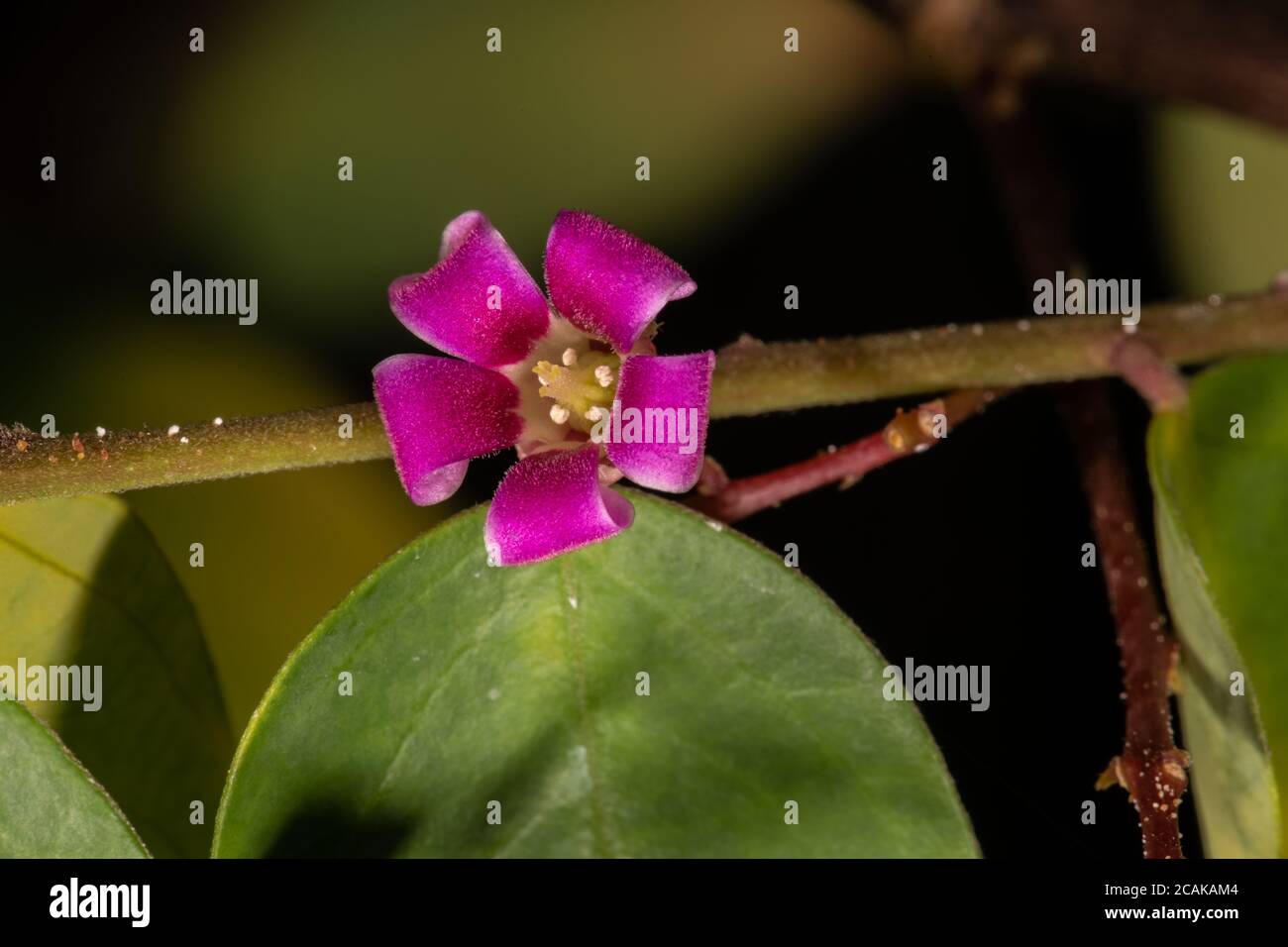 Starfruit Flower