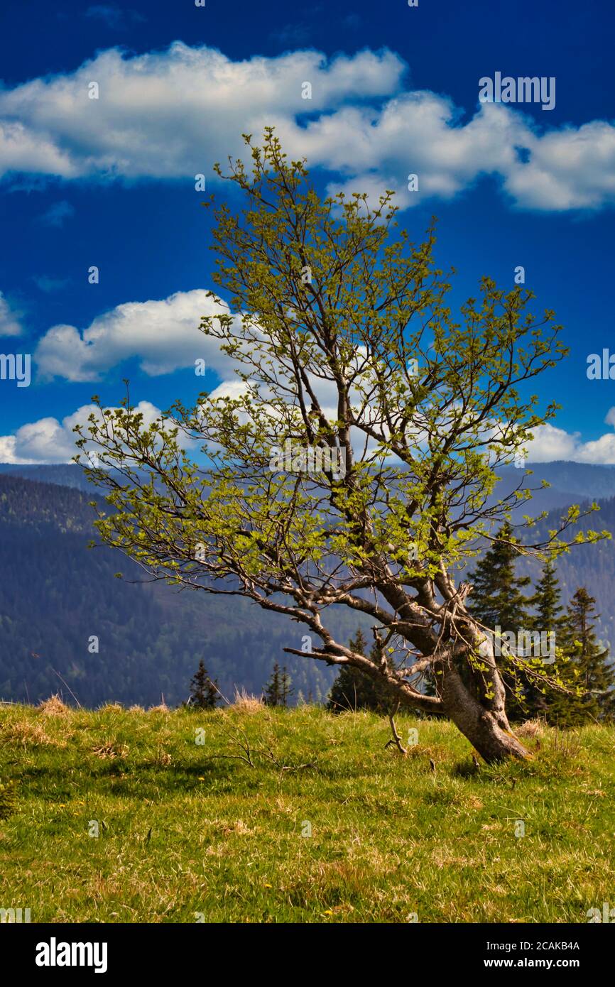 a beautiful spring tree in the black forest Stock Photo - Alamy