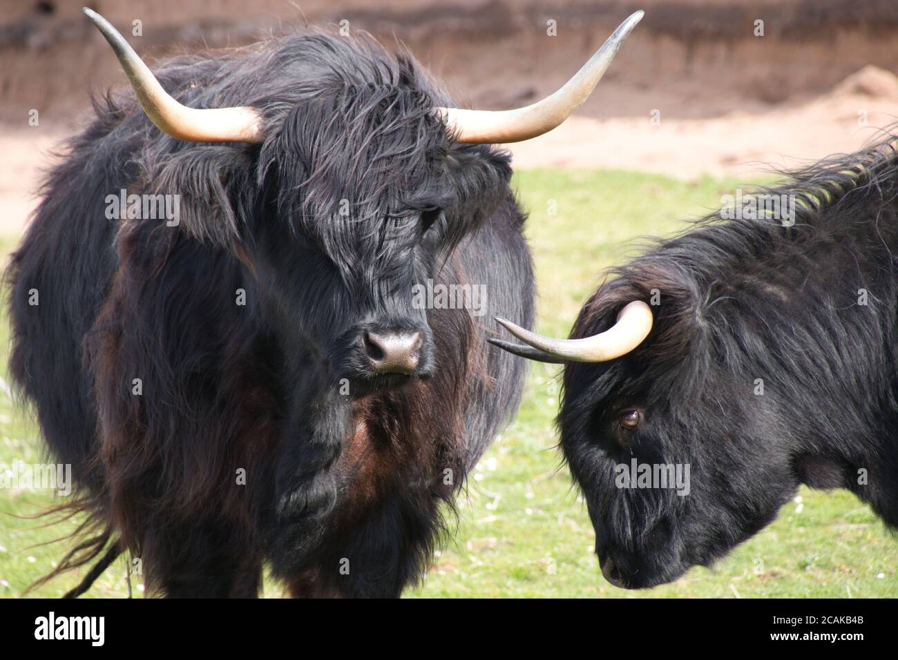 Highland cow scotland sunset hi-res stock photography and images - Alamy
