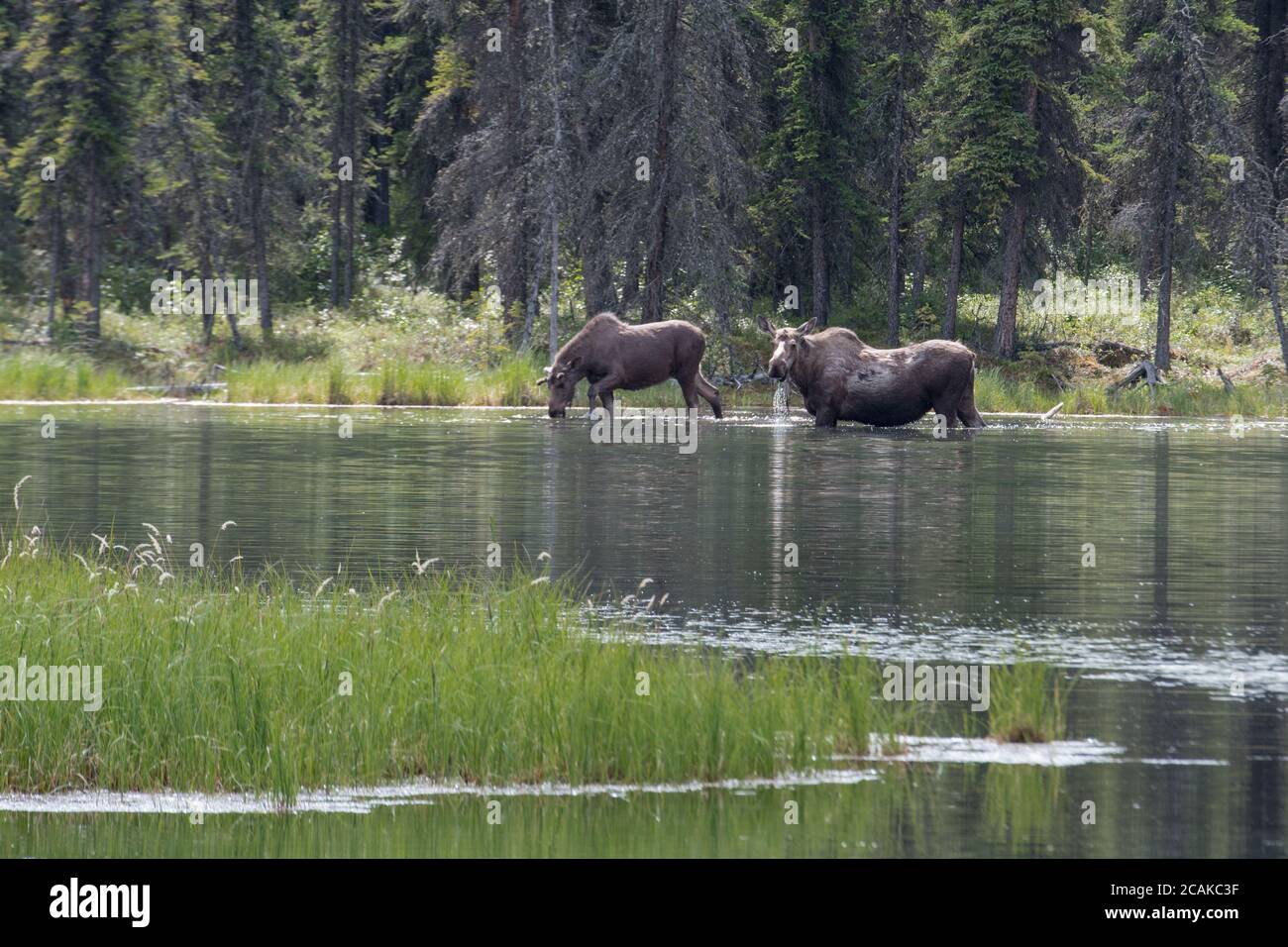A cow moose drips water from her mouth while a young bull moose wades ...