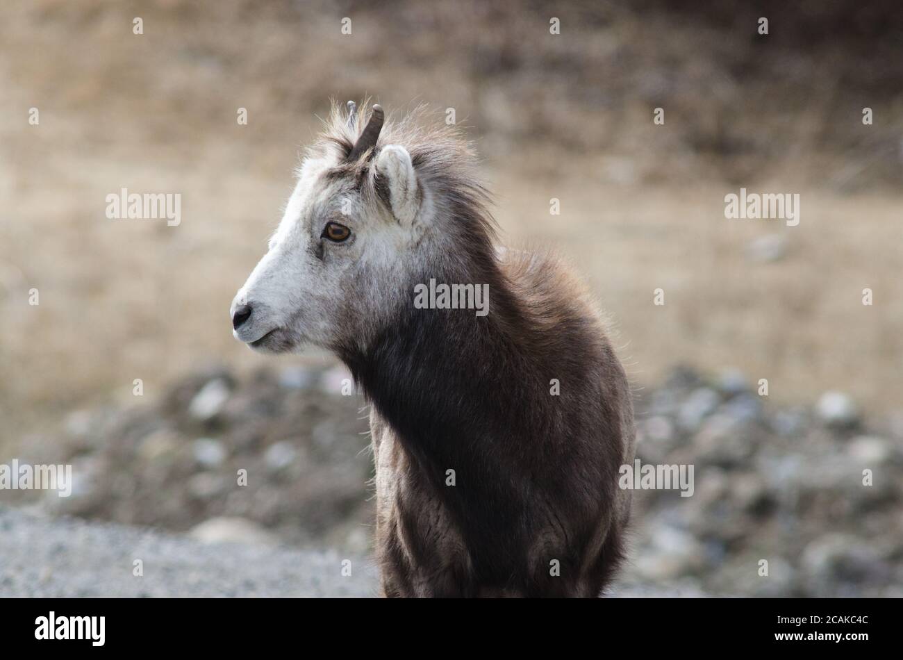 Stone sheep hi-res stock photography and images - Alamy