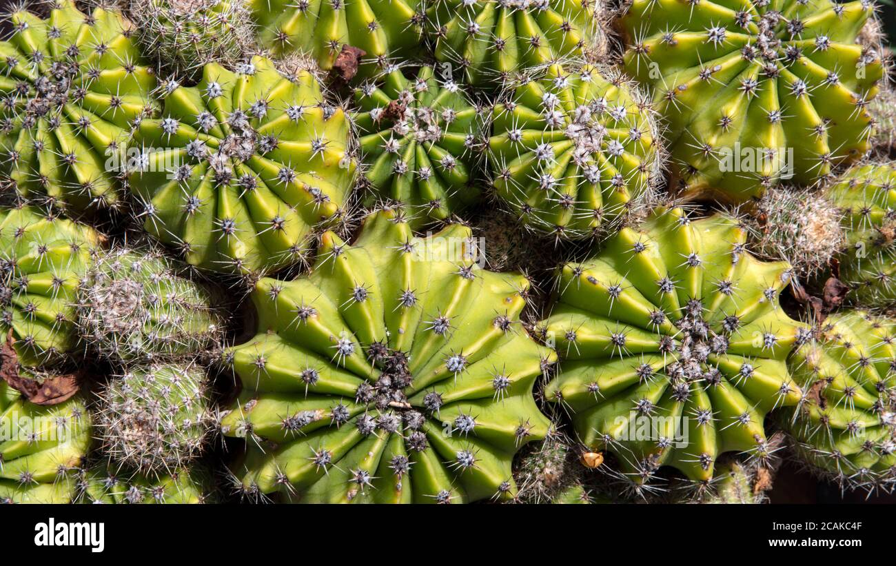 Green cactus texture with thorns Stock Photo - Alamy