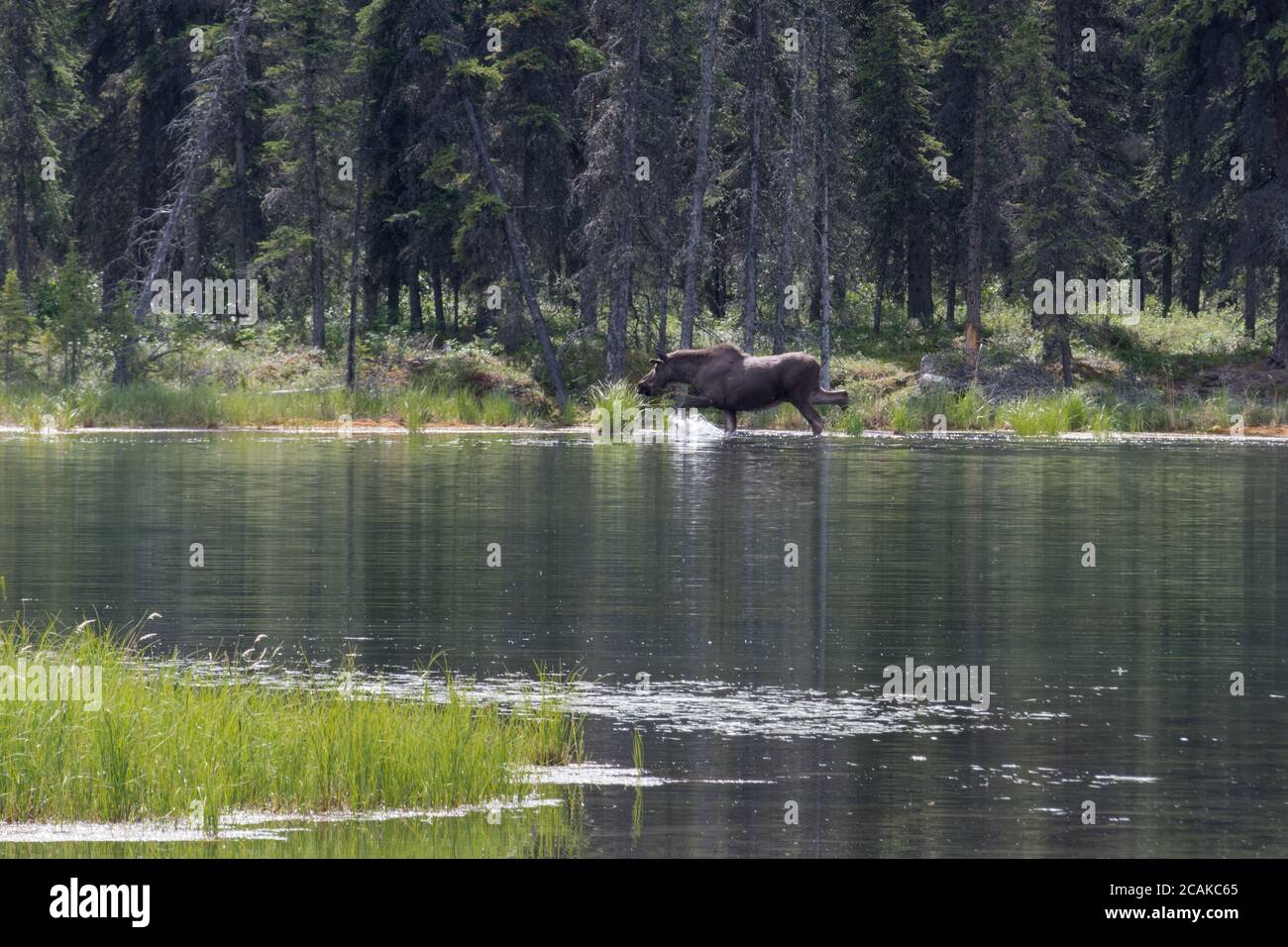 Alaska denali bull moose hi-res stock photography and images - Alamy