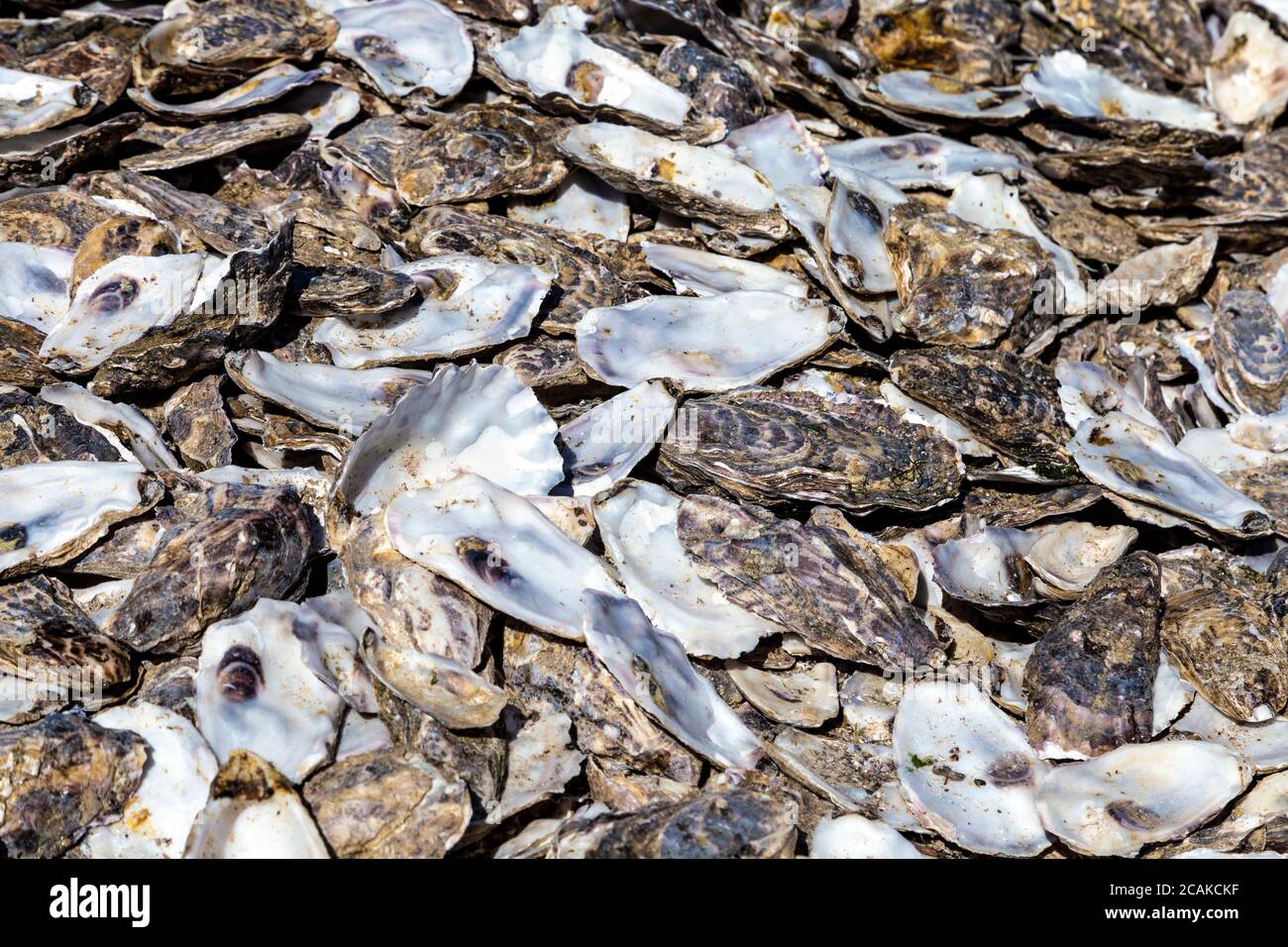 Uk beach shells hi-res stock photography and images - Alamy
