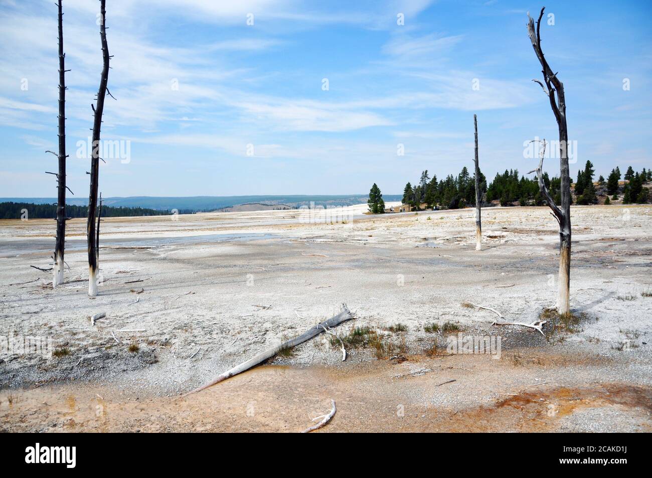 Dead trees in yellowstone hi-res stock photography and images - Alamy
