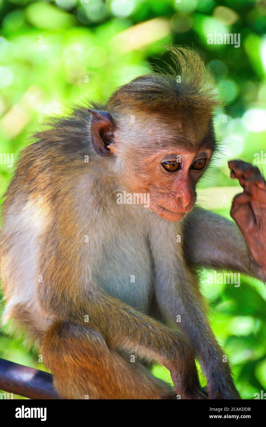 Red faced macaque hi-res stock photography and images - Alamy