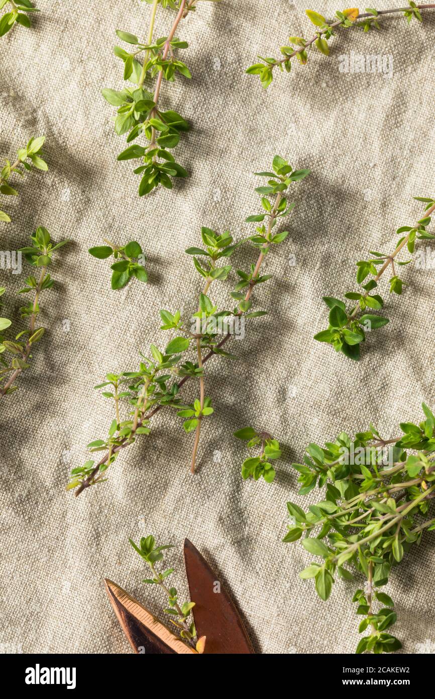Raw Green Organic Thyme Herb in a Bunch Stock Photo - Alamy