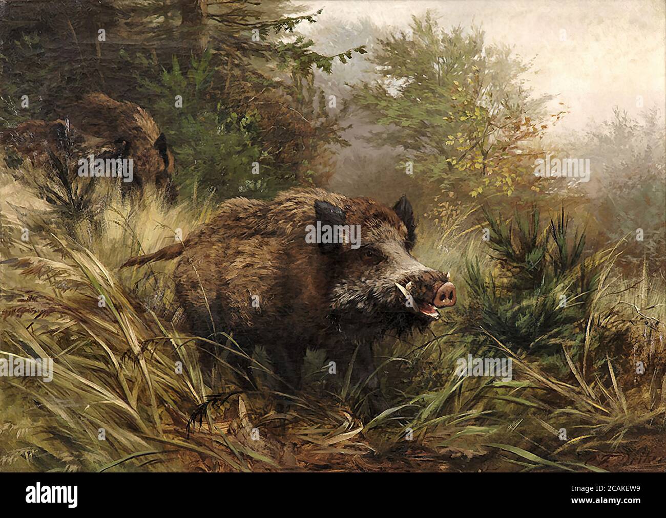 Keiler hi-res stock photography and images - Alamy