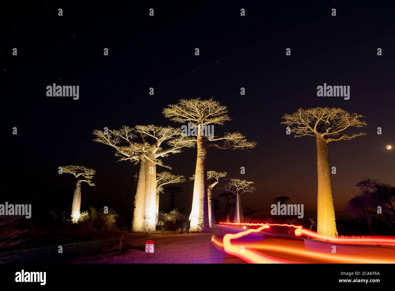 the most famous baobab alley in Madagascar in the night (CTK Photo ...
