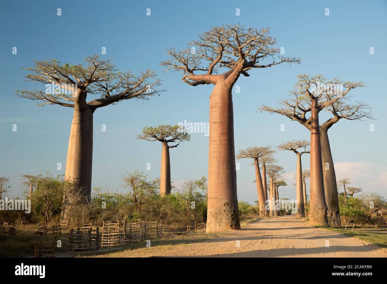 the most famous baobab alley in Madagascar (CTK Photo/Ondrej Zaruba ...