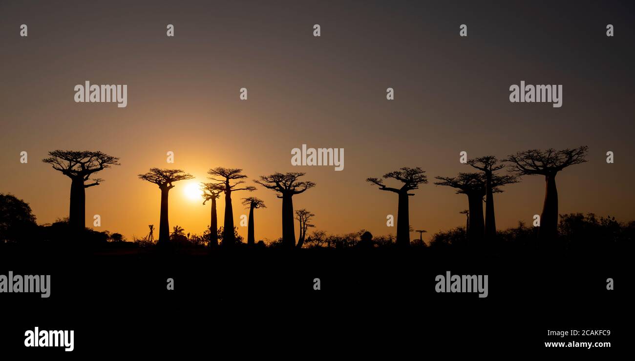 the most famous baobab alley in Madagascar in the night (CTK Photo ...