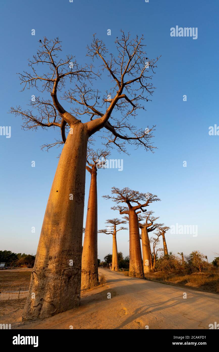 the most famous baobab alley in Madagascar (CTK Photo/Ondrej Zaruba ...