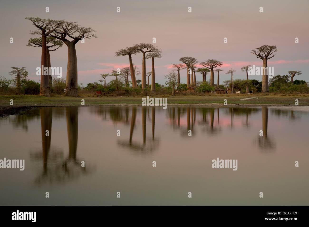the most famous baobab alley in Madagascar in the night (CTK Photo ...