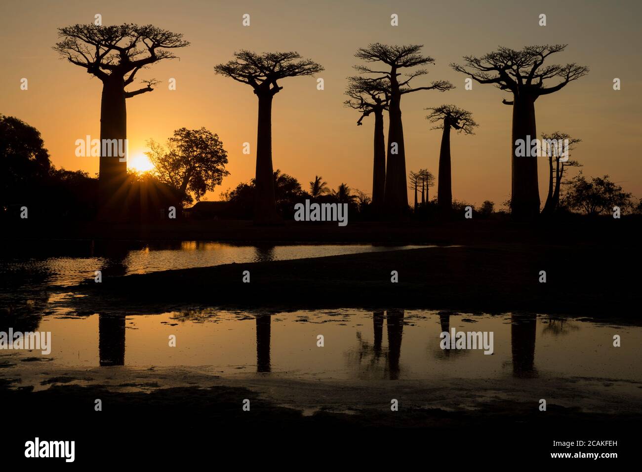 the most famous baobab alley in Madagascar in the night (CTK Photo ...