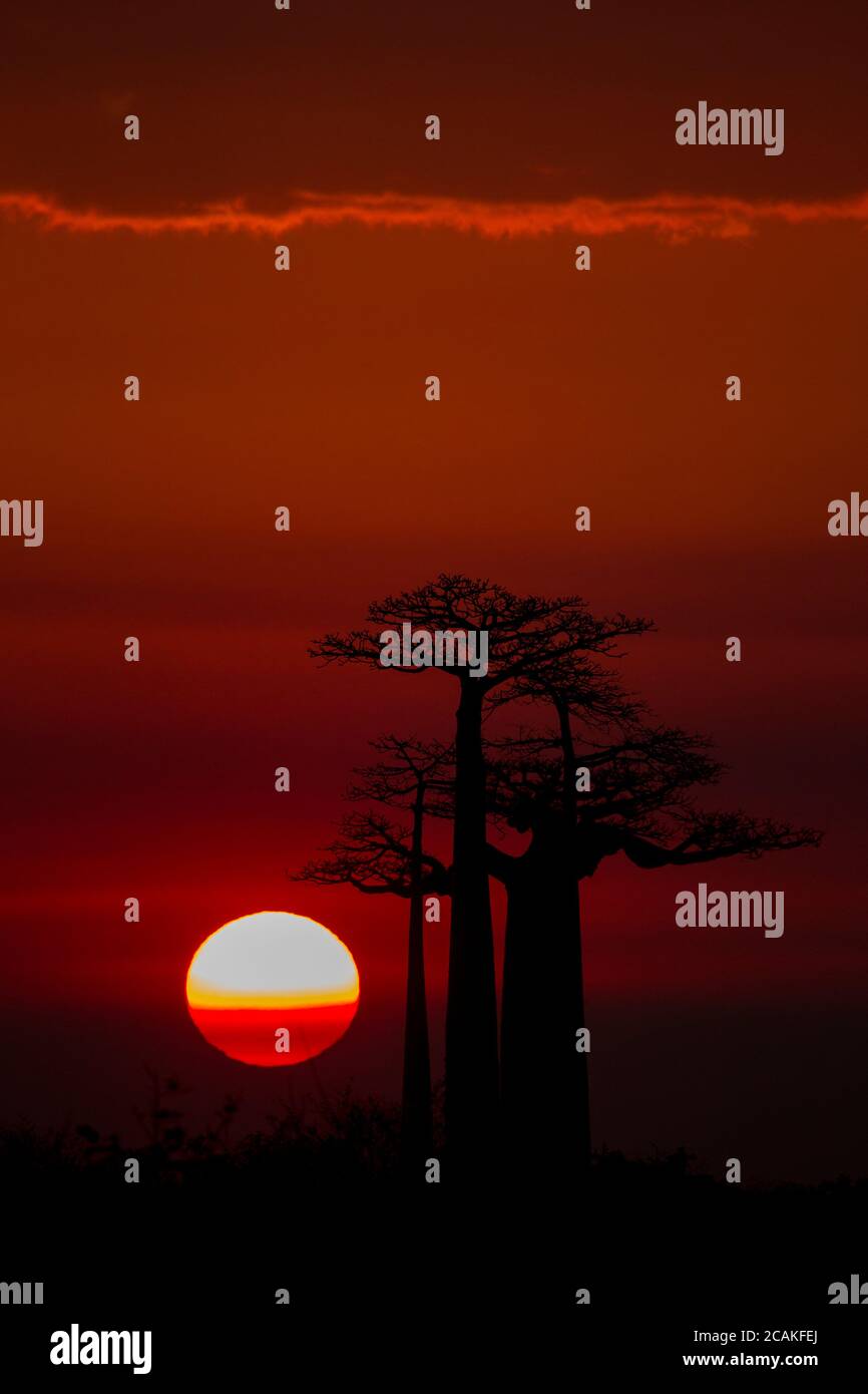 the most famous baobab alley in Madagascar in the night (CTK Photo ...