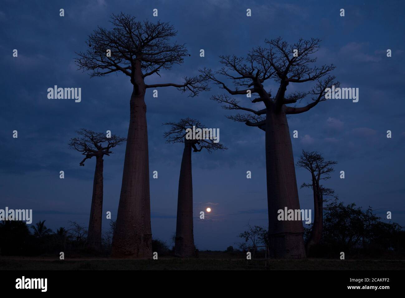 the most famous baobab alley in Madagascar in the night (CTK Photo ...