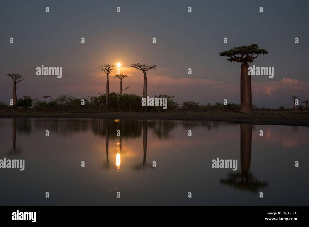 the most famous baobab alley in Madagascar in the night (CTK Photo ...
