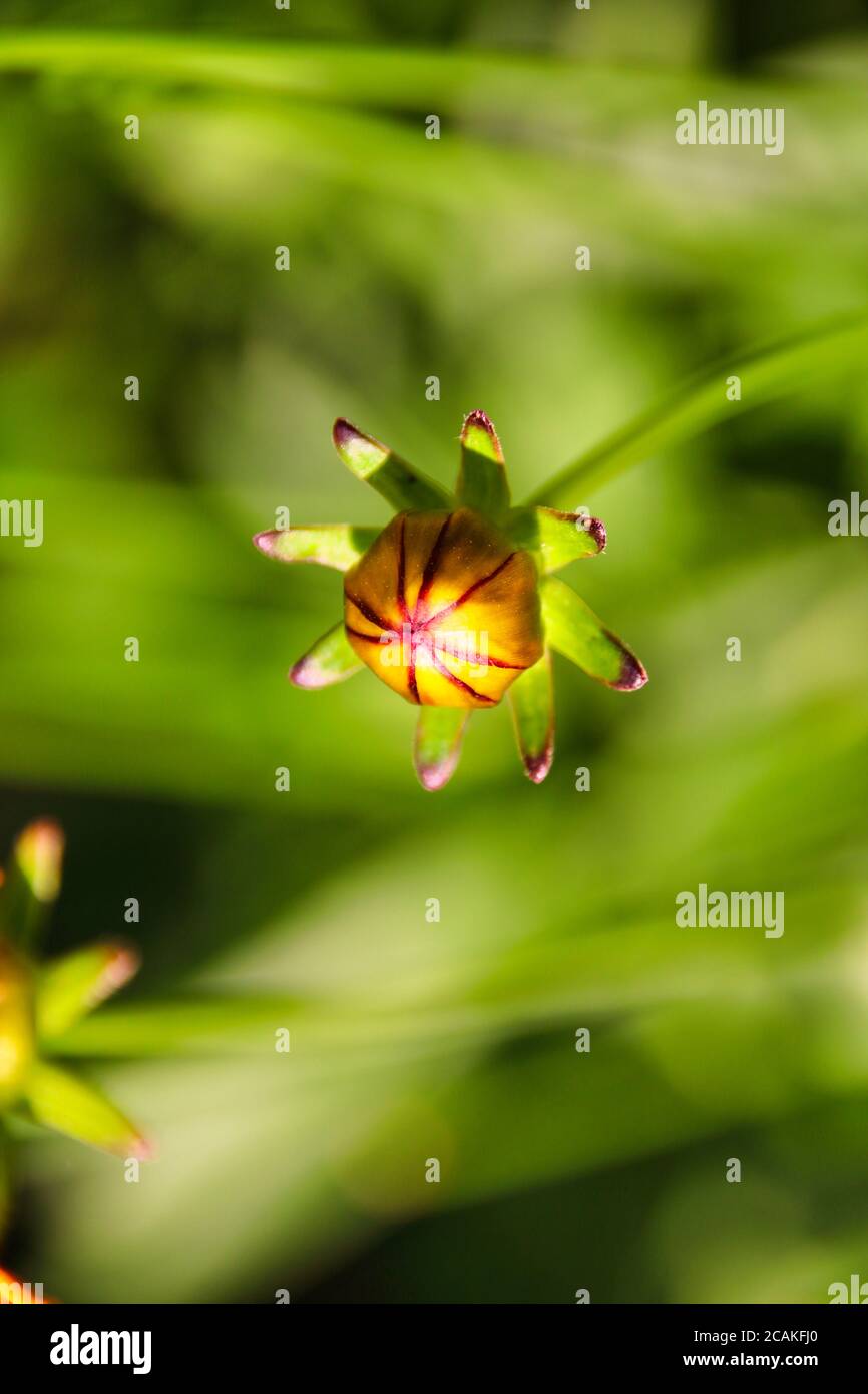 Opening flower petal hi-res stock photography and images - Alamy
