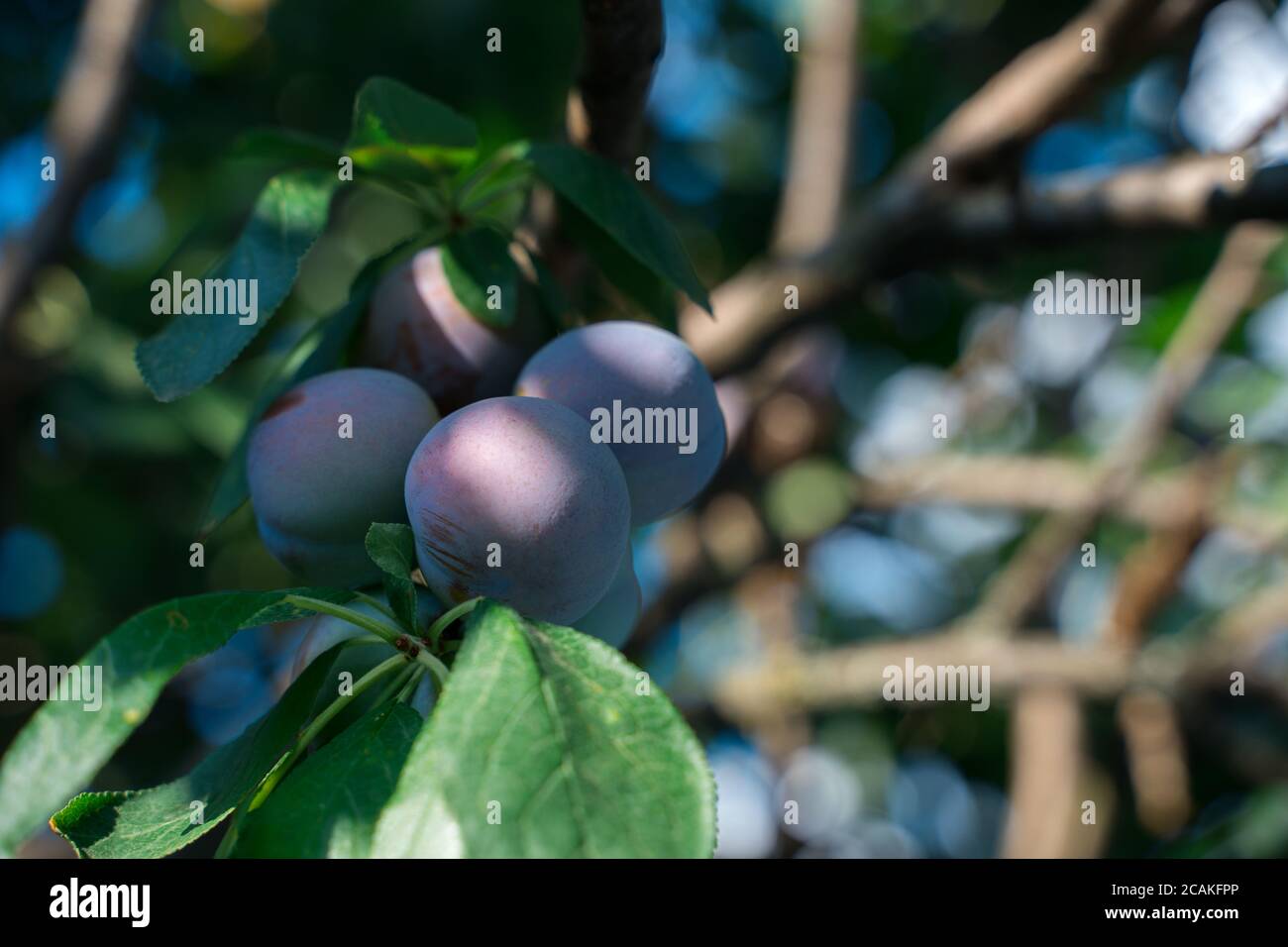 Ripe juicy plums on a tree branch in the sun Stock Photo - Alamy